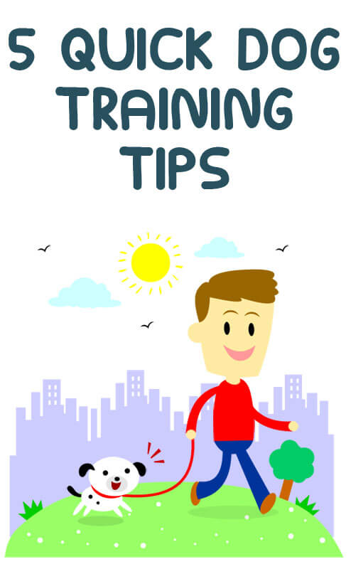 How To Train Your Dog - The Basics [INFOGRAPHIC] - Hot Dog Collars