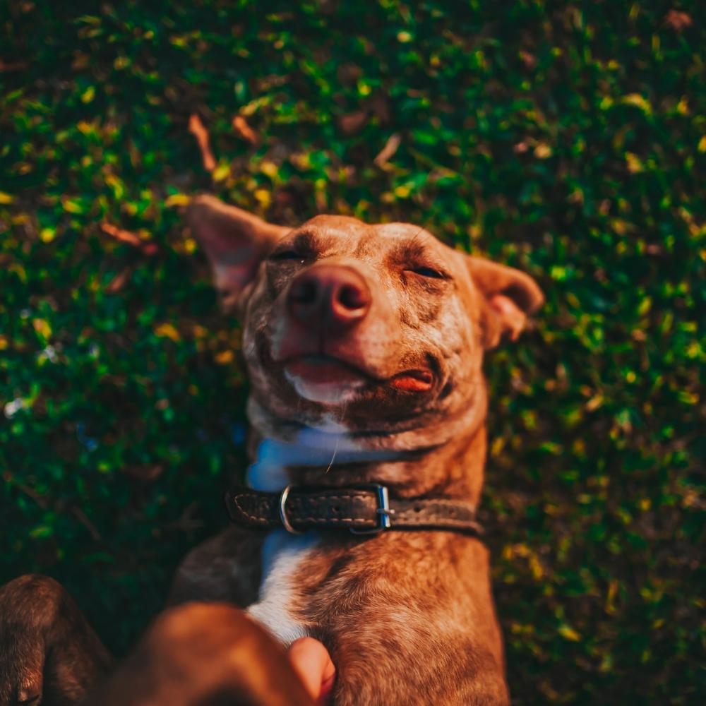 How to use a dog tag silencer? - Hot Dog Collars